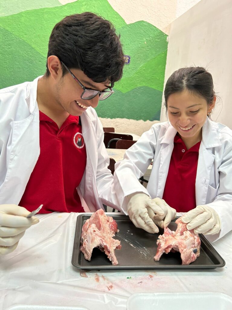 Bachillerato de Calidad | ¡Conoce Maple Bear Guatemala! - Maple Bear ...